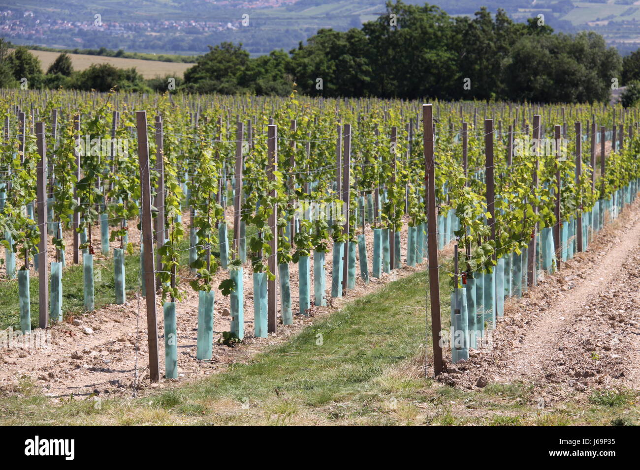 agriculture farming vineyards cultivation of wine vineyard common grape ...