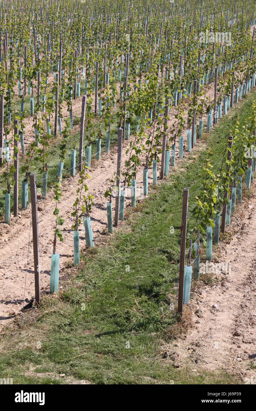 agriculture farming vineyards cultivation of wine vineyard common grape ...