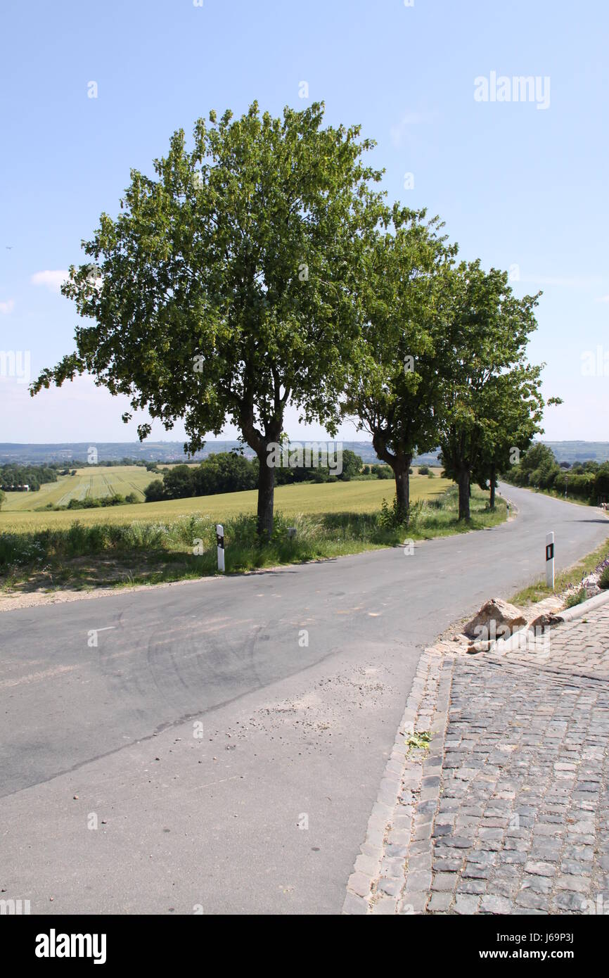 tree trees roadside meadow street road grass lawn green blue beautiful ...
