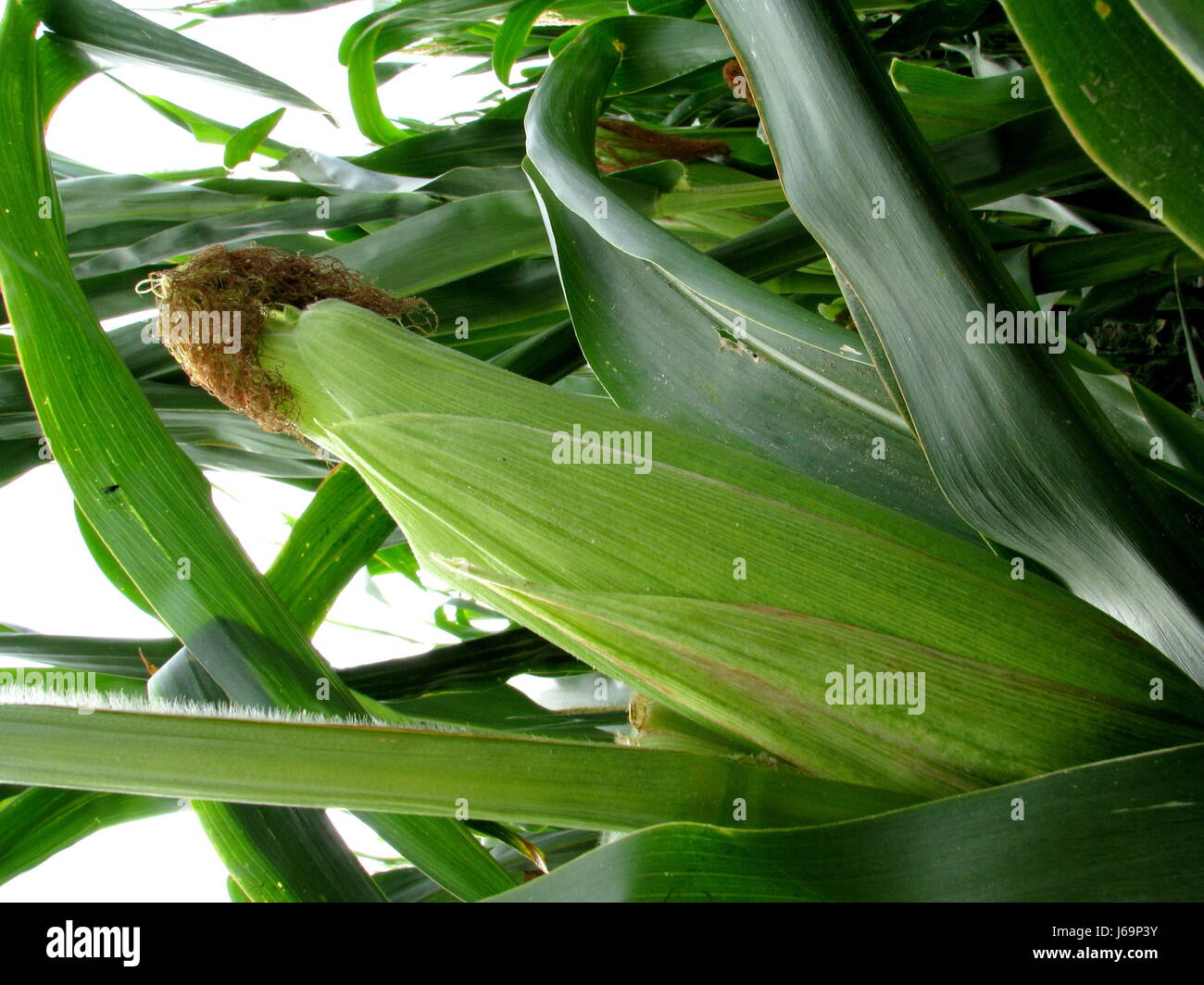 fodder agriculture farming corn corncob harvest fodder plant ...