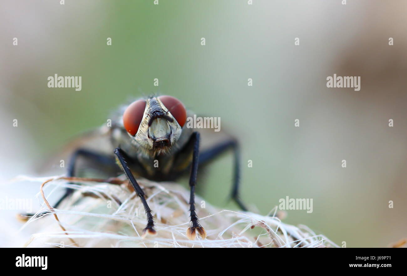 portrait of a fly Stock Photo - Alamy