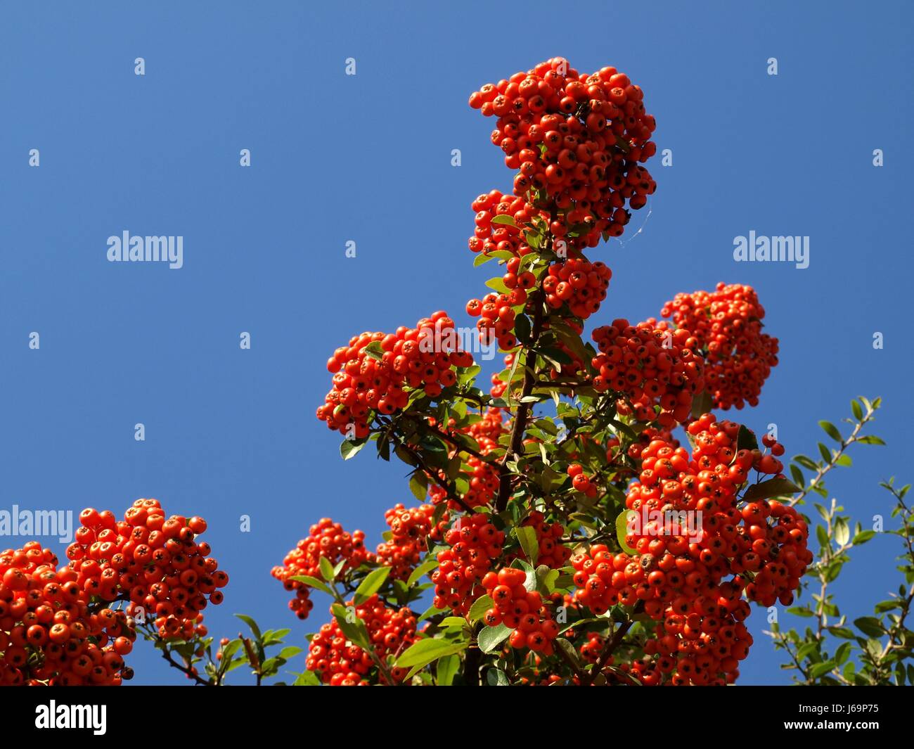 berries as red as fire orange firmament sky firethorn red blue shrub ...
