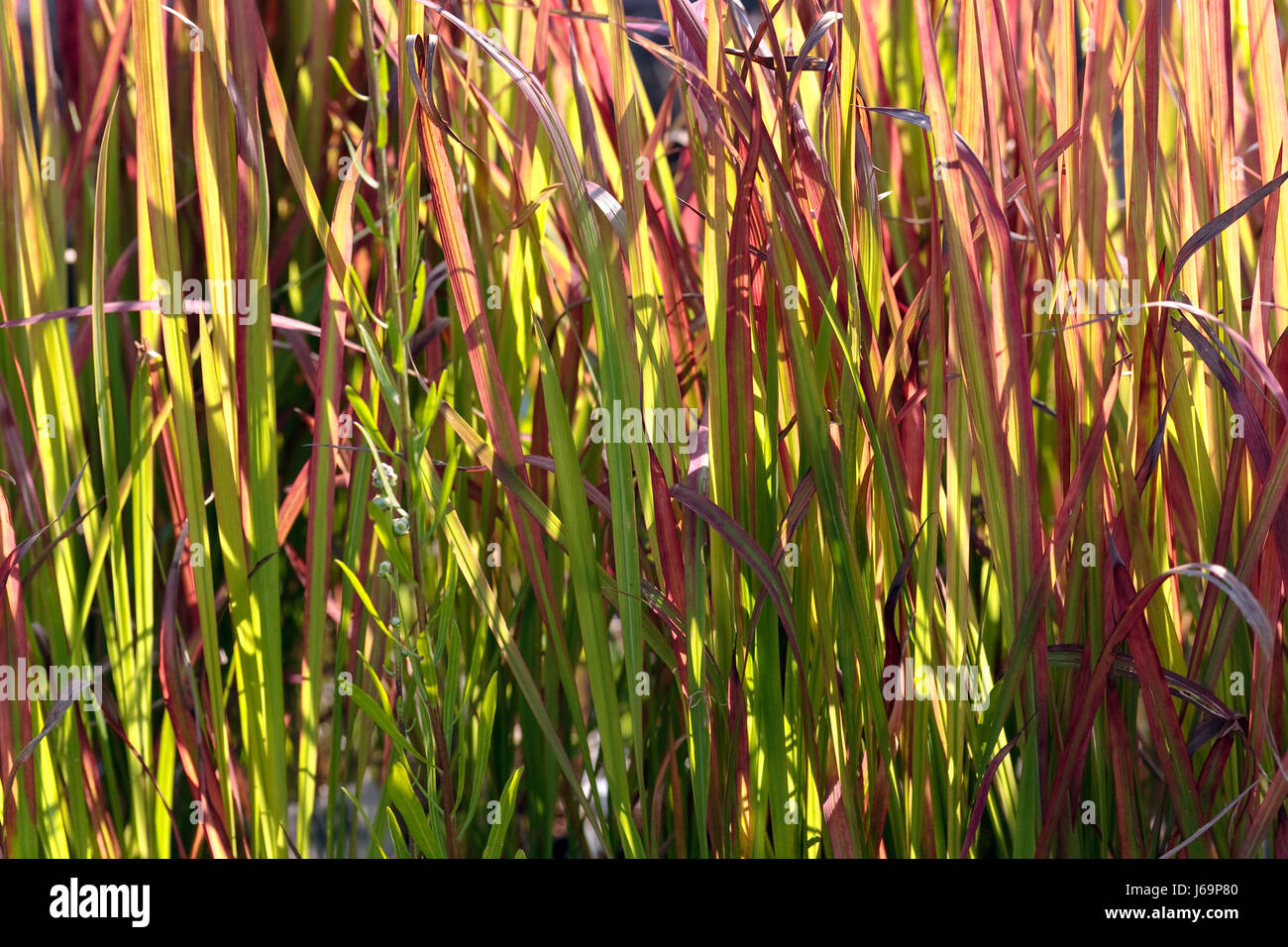 green leaves summer summerly reed sunshine backdrop background plant ...