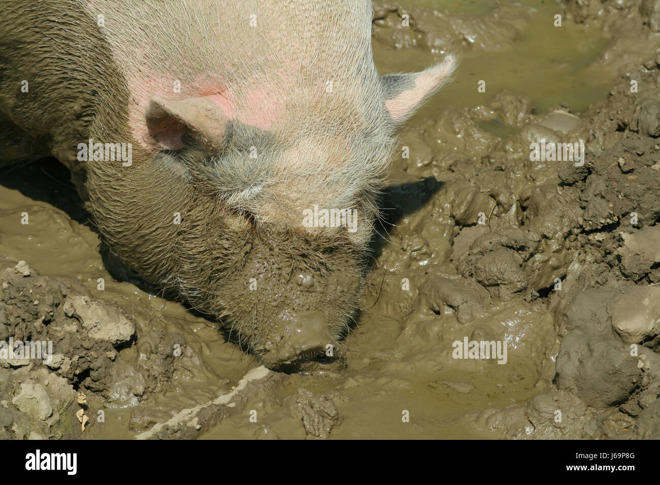 dirt mud piglet boar sow pig agriculture farming dirt mud dirty animal ...