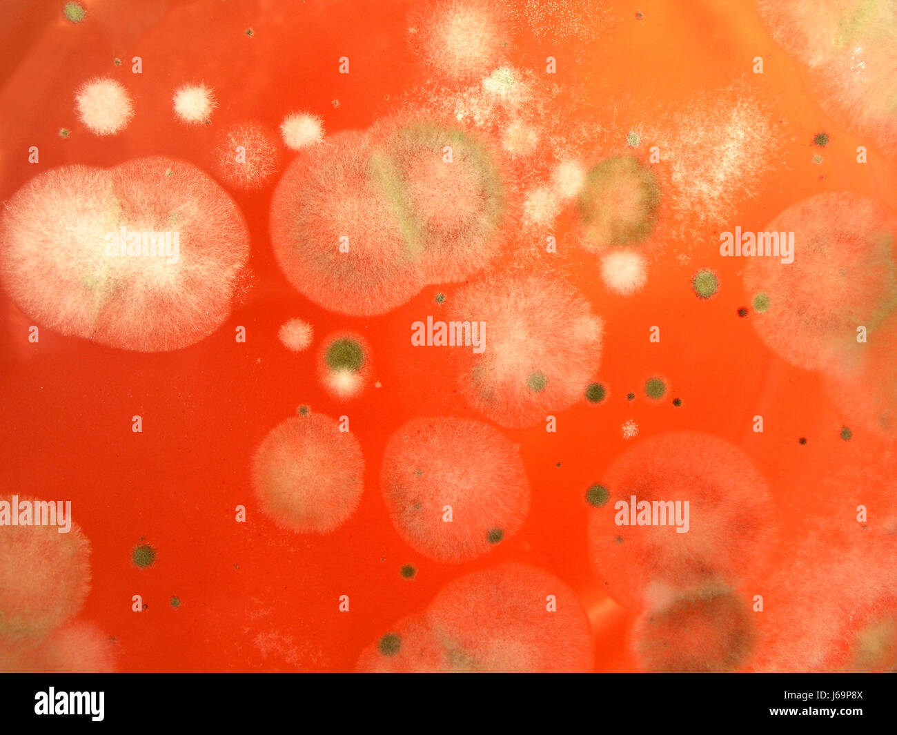 culture mildew spores moldy mouldy mold danger culture biological ...