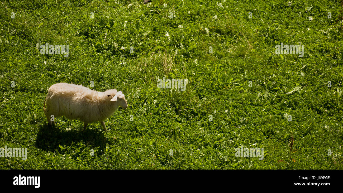 Sheep and shadows hi-res stock photography and images - Alamy