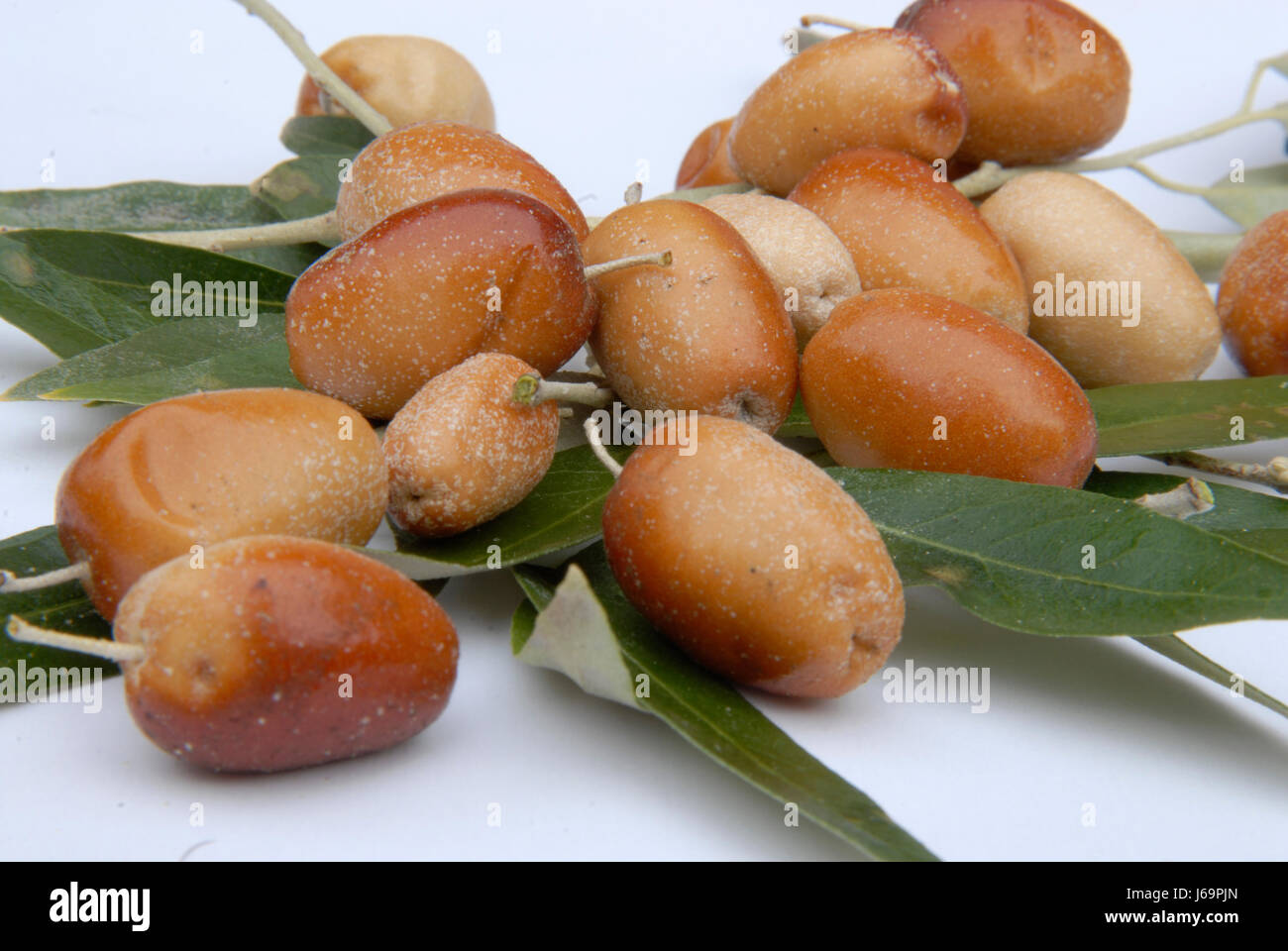 fruits of elaeagnus Stock Photo - Alamy
