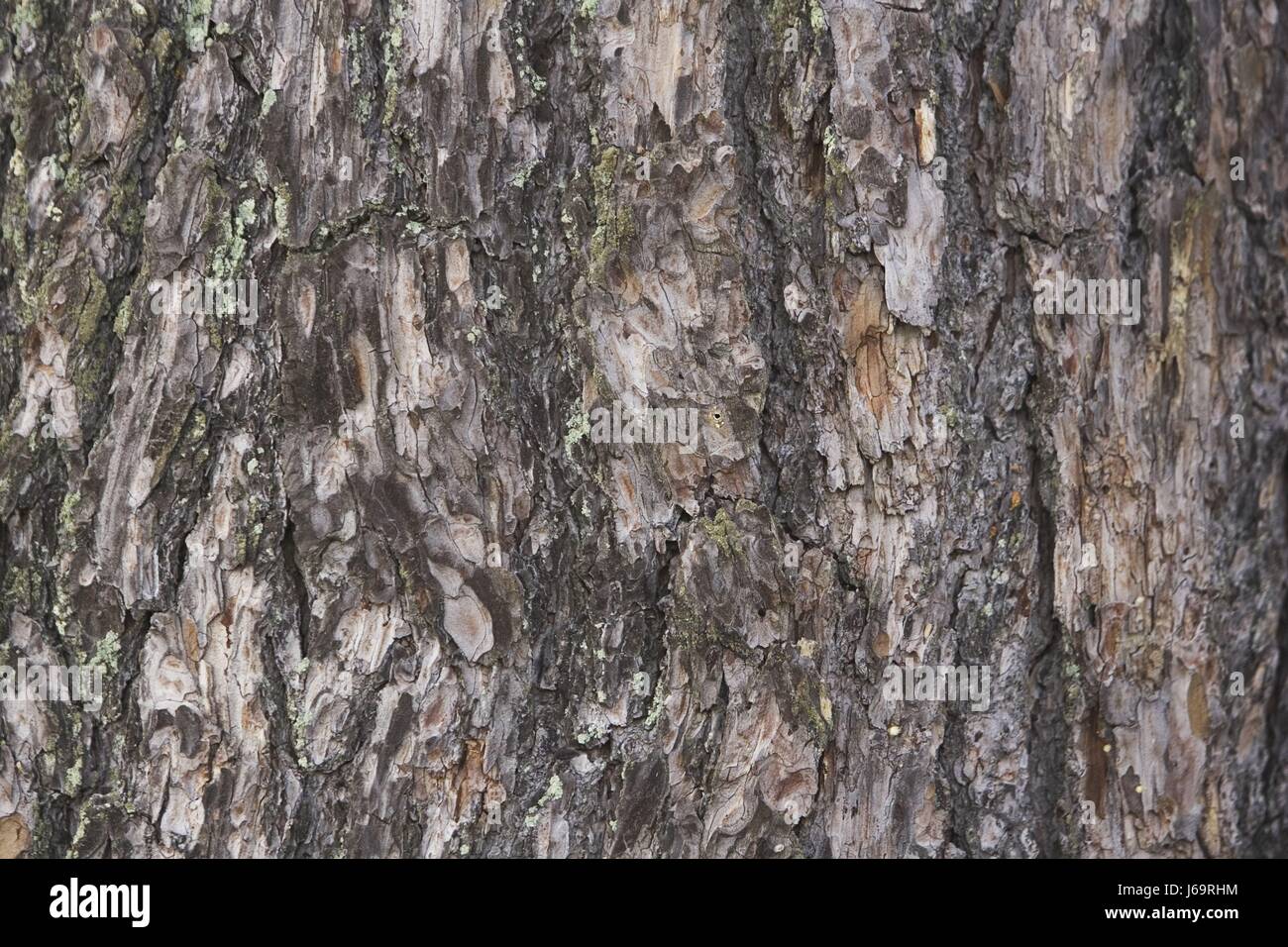 wood wild trunk rough flora horizontal photography photo picture image ...