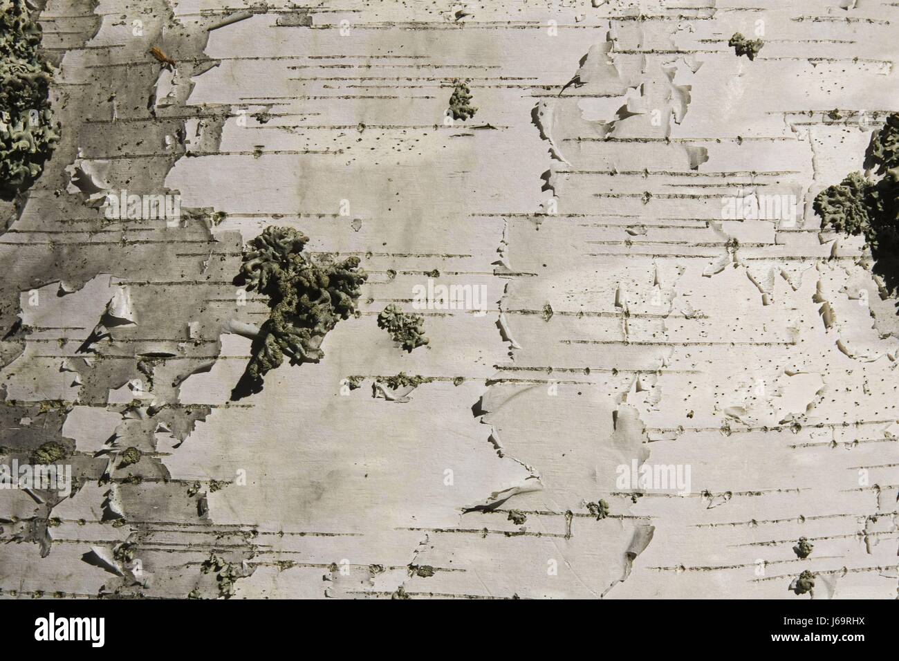 tree trunk rough horizontal photography photo picture image copy ...