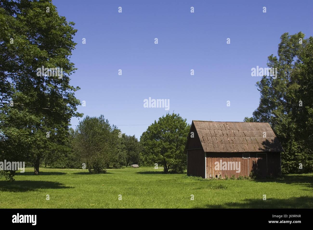 tree trees horizontal photography photo picture image copy deduction ...