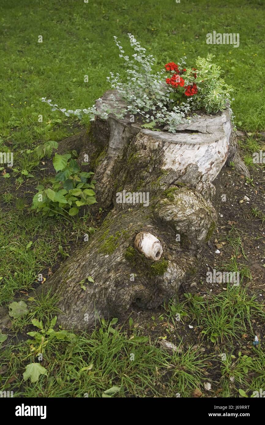 leaf environment enviroment ground soil earth humus leaves flower ...