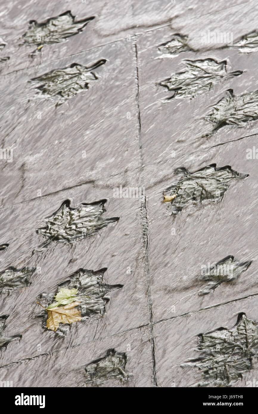 leaves lines photography photo picture image copy deduction vertical ...