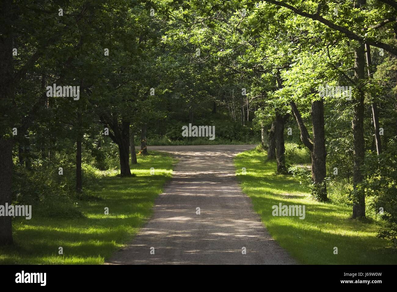 tree trees branches horizontal photography photo picture image copy ...