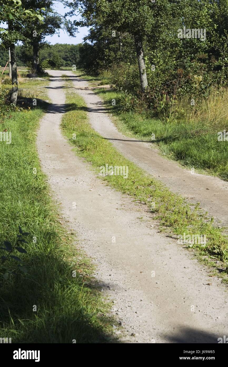 tree trees photography photo picture image copy deduction peace ...