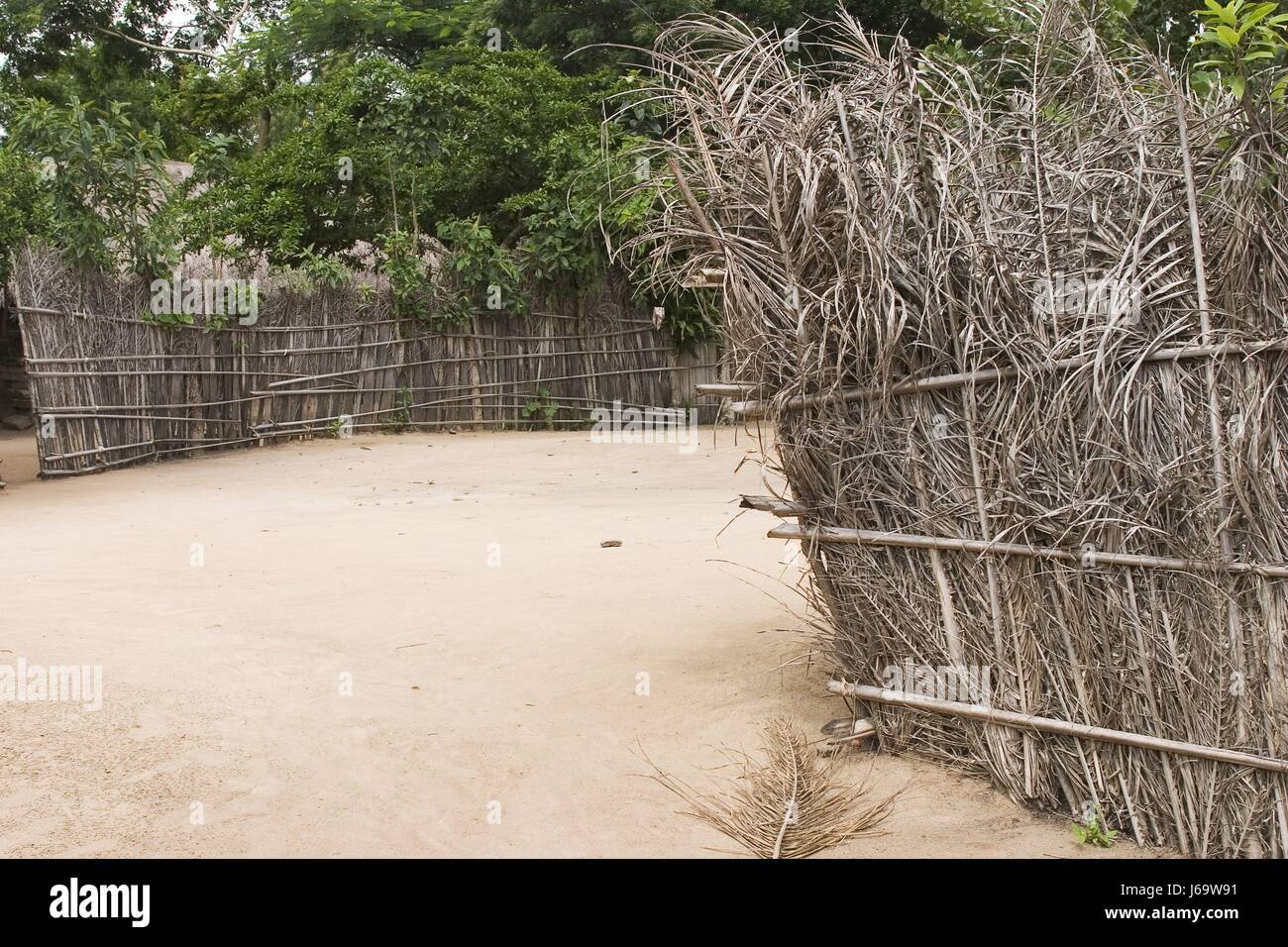 tree trees ground soil earth humus leaves horizontal photography photo ...