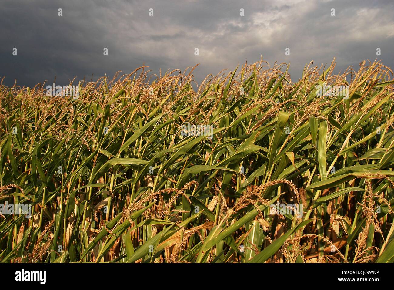 environment enviroment ground soil earth humus agriculture farming ...