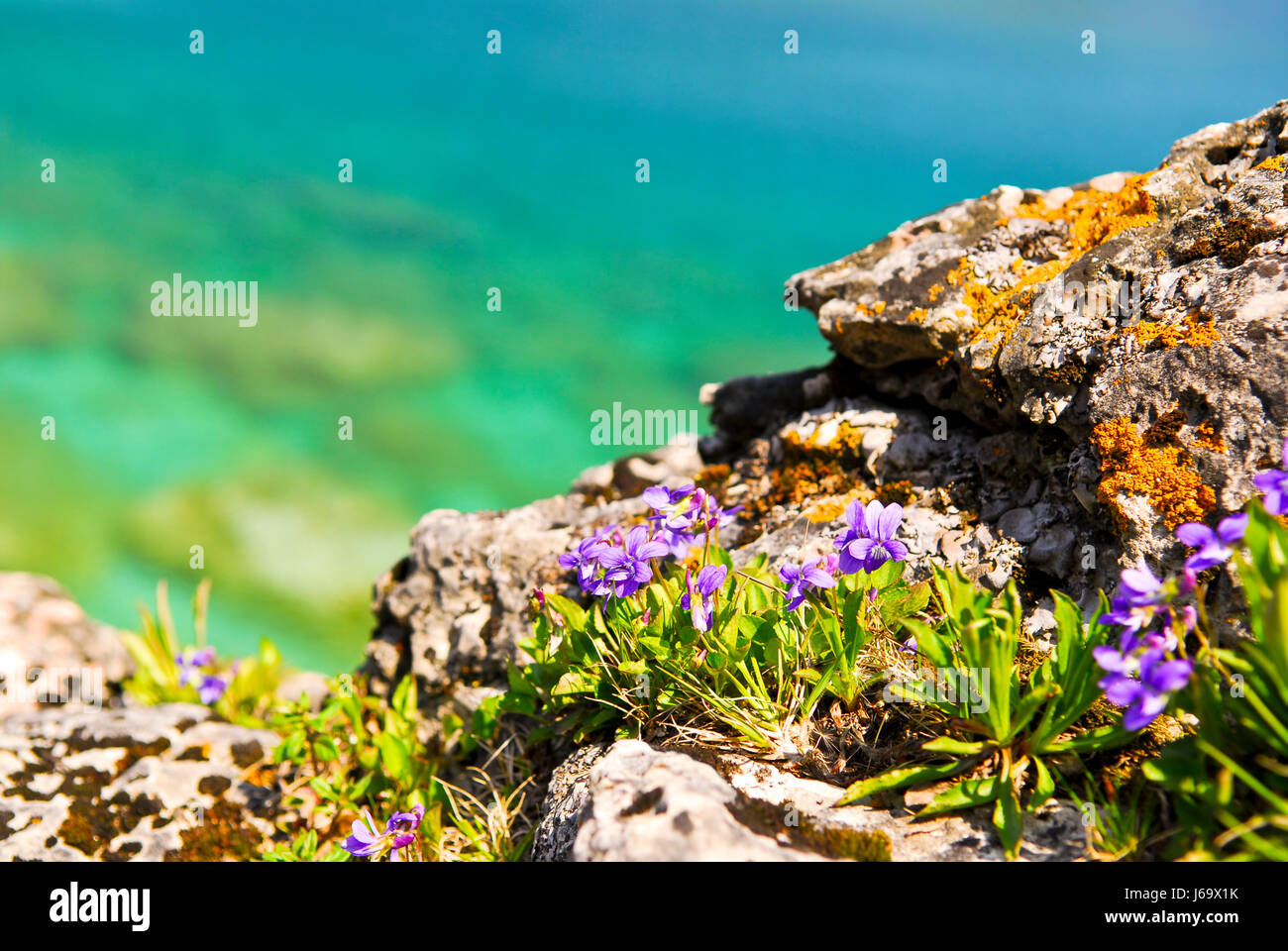 flower flowers plant plants rocks water stones stone flower plant bloom ...