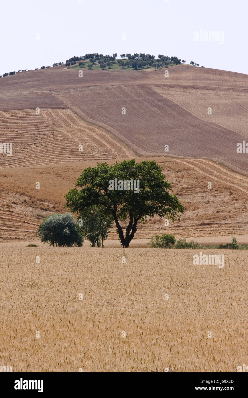 tree hill field grain tuscany scenery countryside nature italy harvest ...