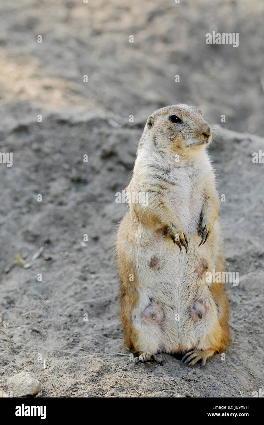 female animal mammal one stand female animal mammal watchful summer ...