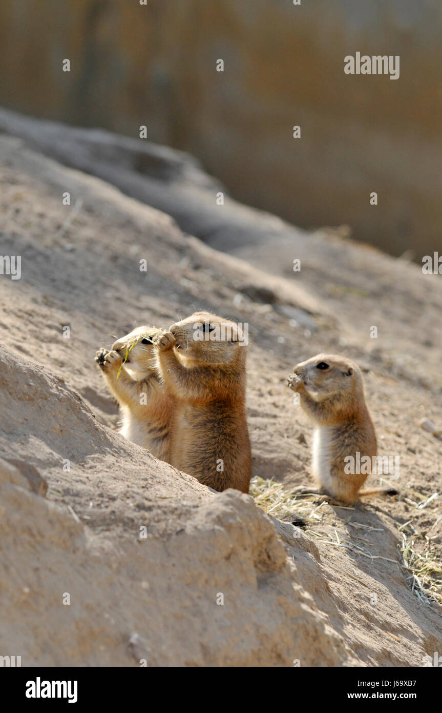 three little prairie dogs Stock Photo - Alamy