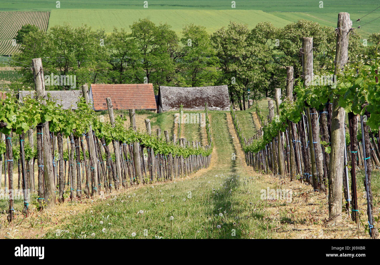 agriculture farming vineyard vines roofs tree trees agriculture farming ...