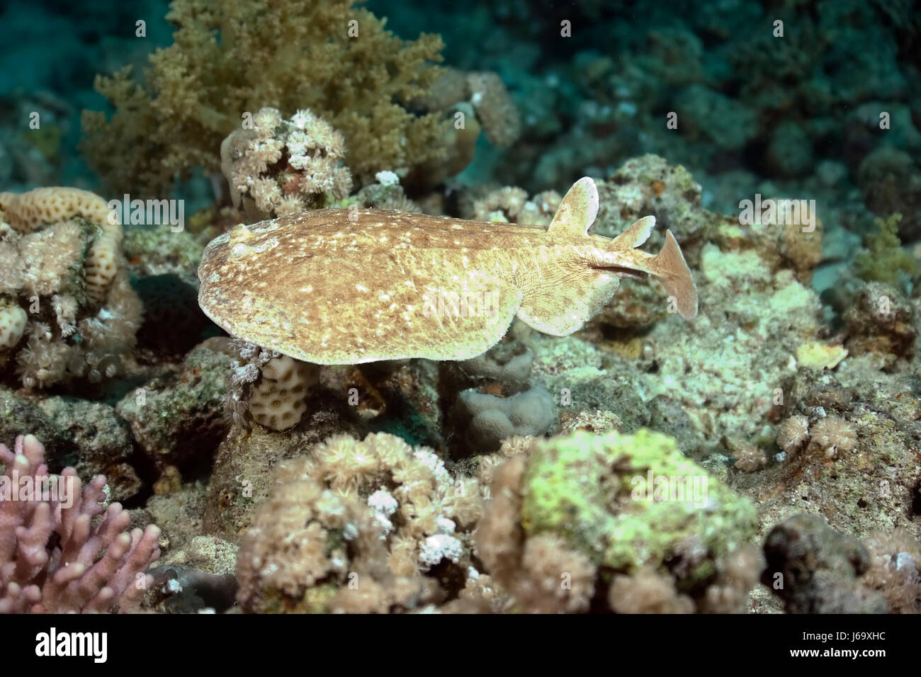 blue animal fish underwater exotic wet tropical navy marine diving ...