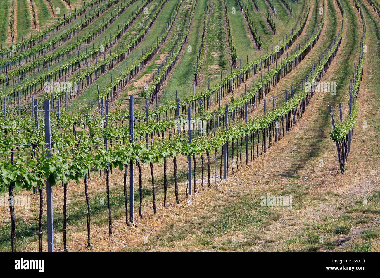 vineyard vines common grape vines meadow scenery countryside nature ...