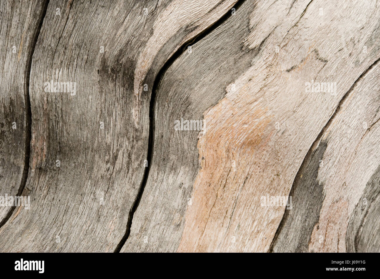 tree wood surface vein veneer backdrop background texture tree wood ...