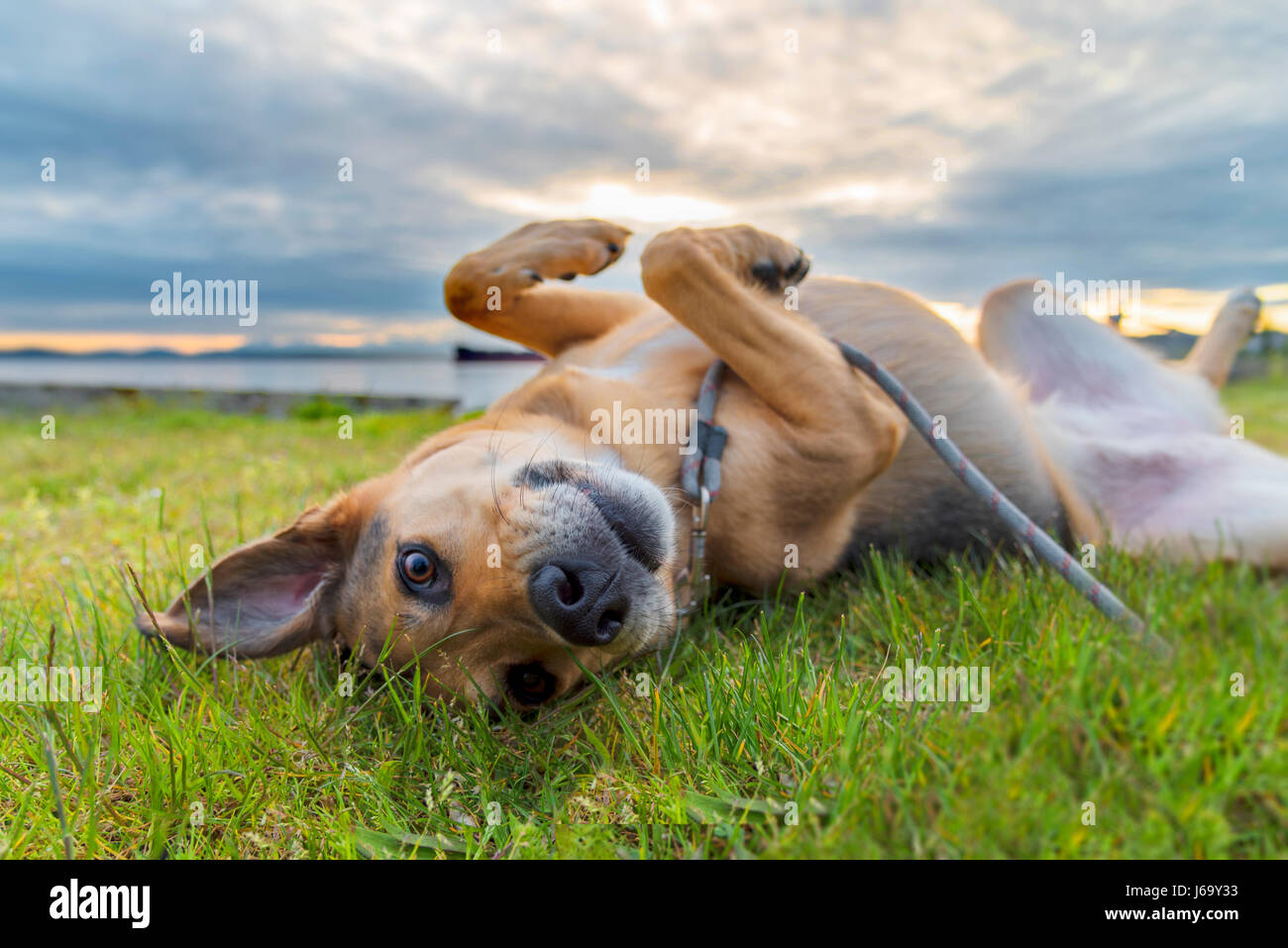 Cute dog rolling in the grass smiling Stock Photo - Alamy