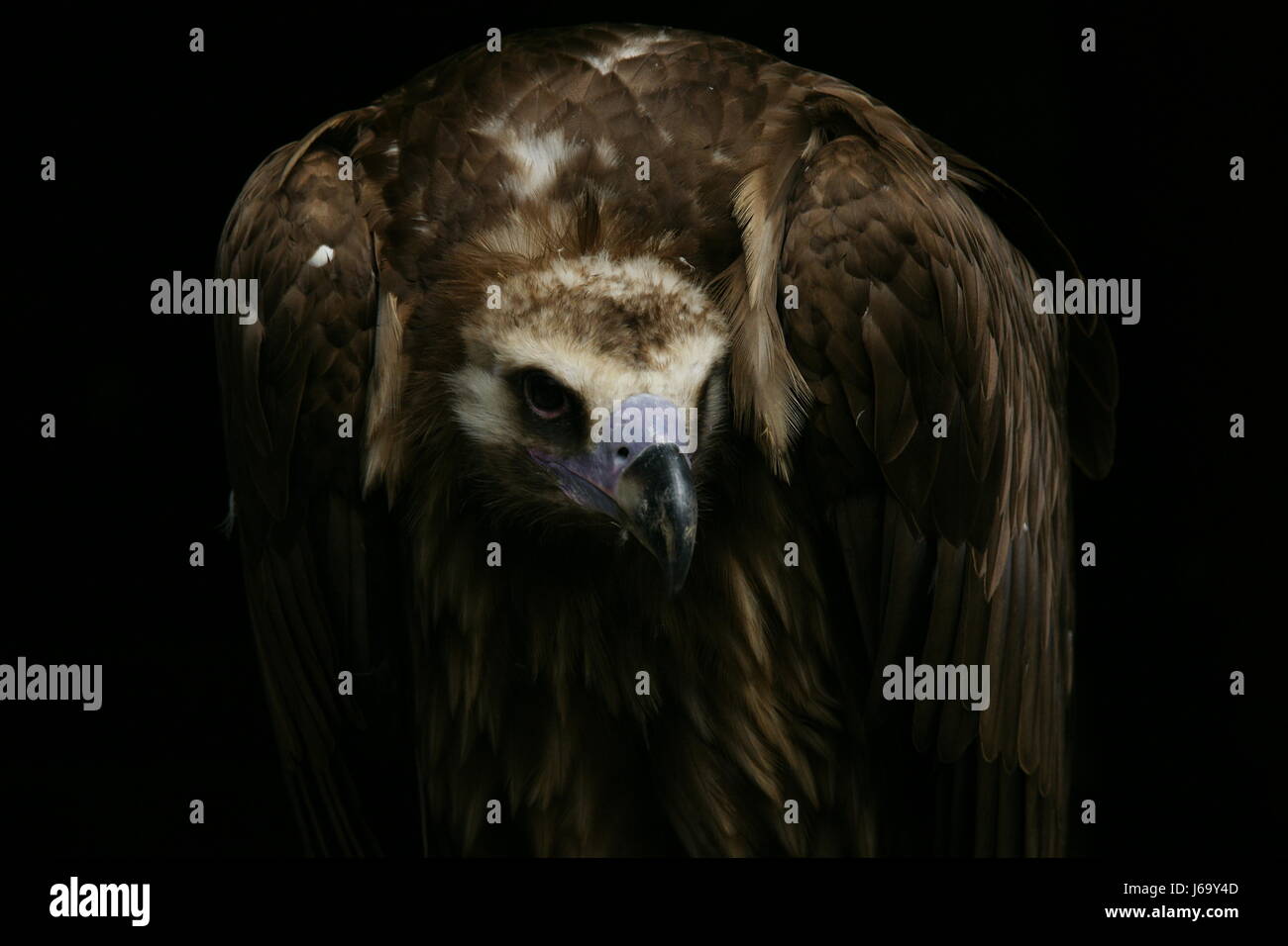 moment of geier Stock Photo - Alamy