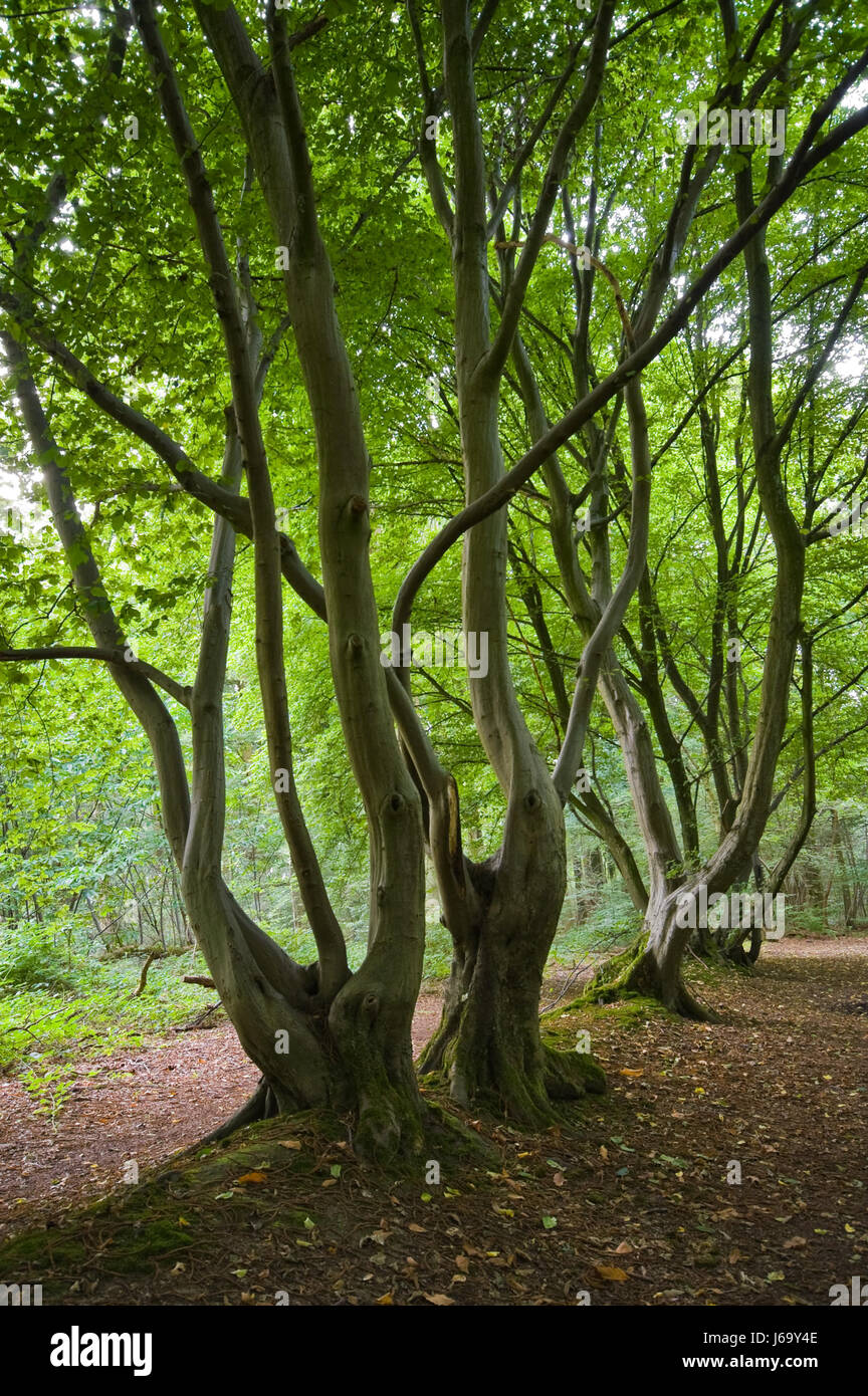 environment enviroment park outdoor daylight landscape scenery ...