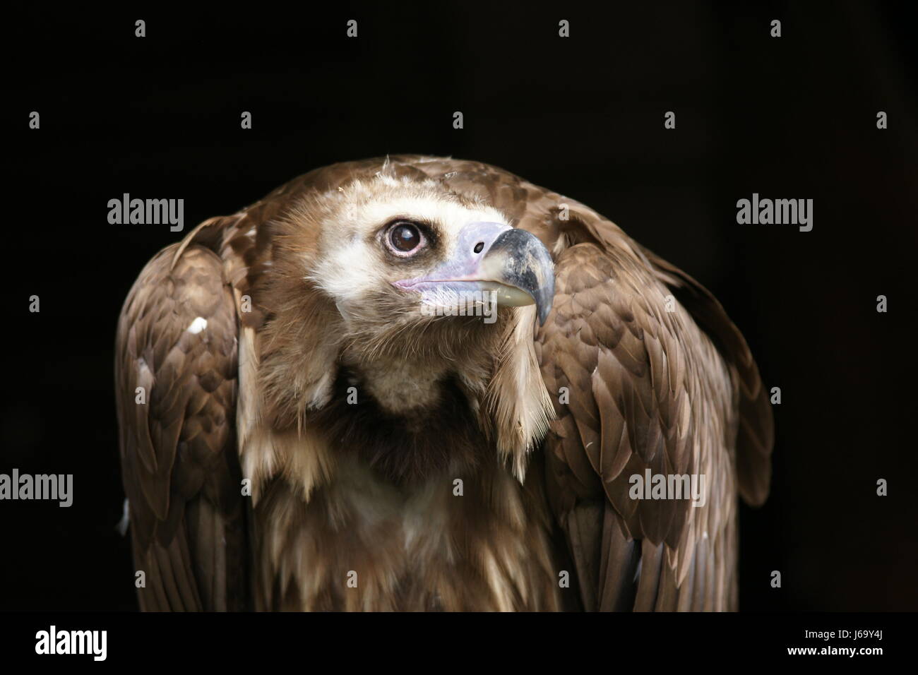 Dark brown raptor hi-res stock photography and images - Alamy