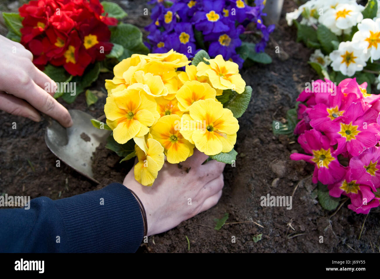 hand hands garden flower plant flowers meadow grass lawn green summer ...