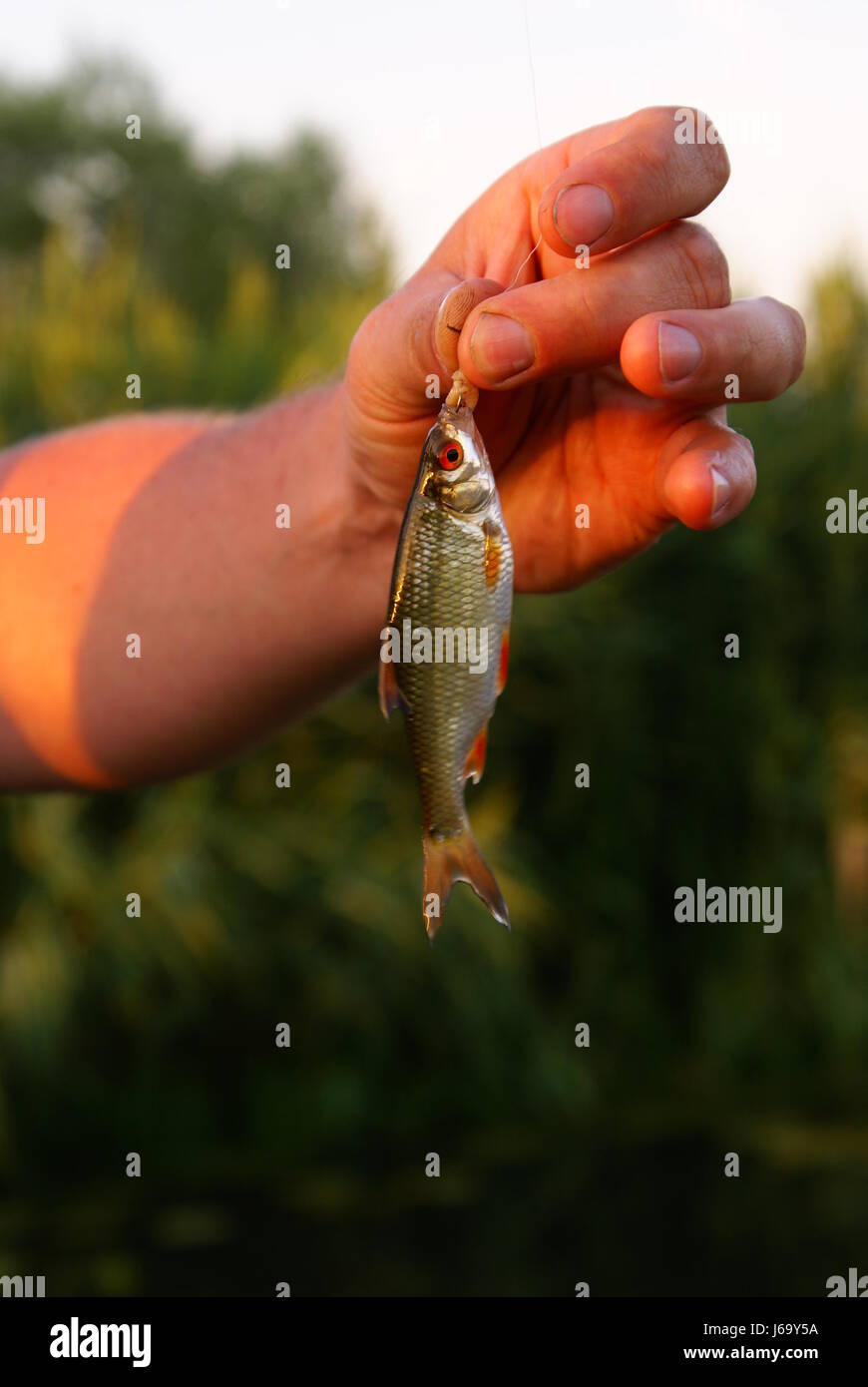 hand fish small tiny little short angle prey booty hand waters fish ...