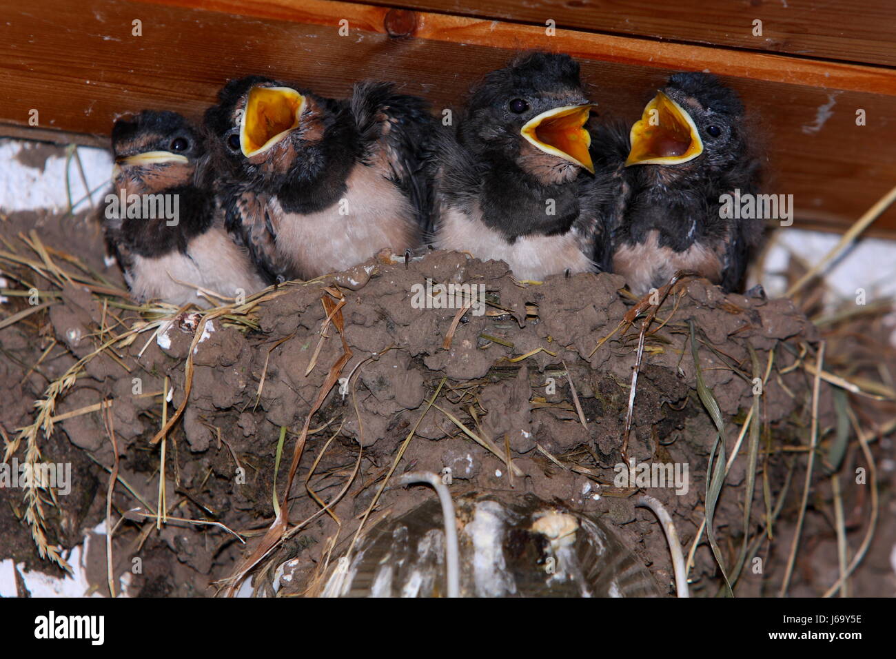 the four tenors Stock Photo - Alamy