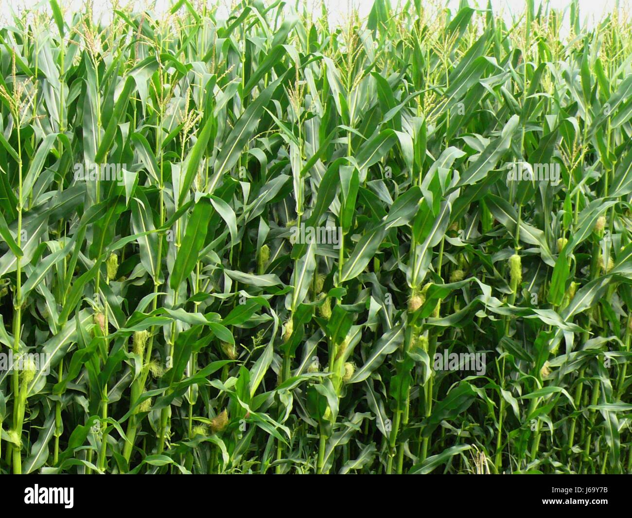 agriculture farming corn cornfield plantation grain cereal agricultural ...