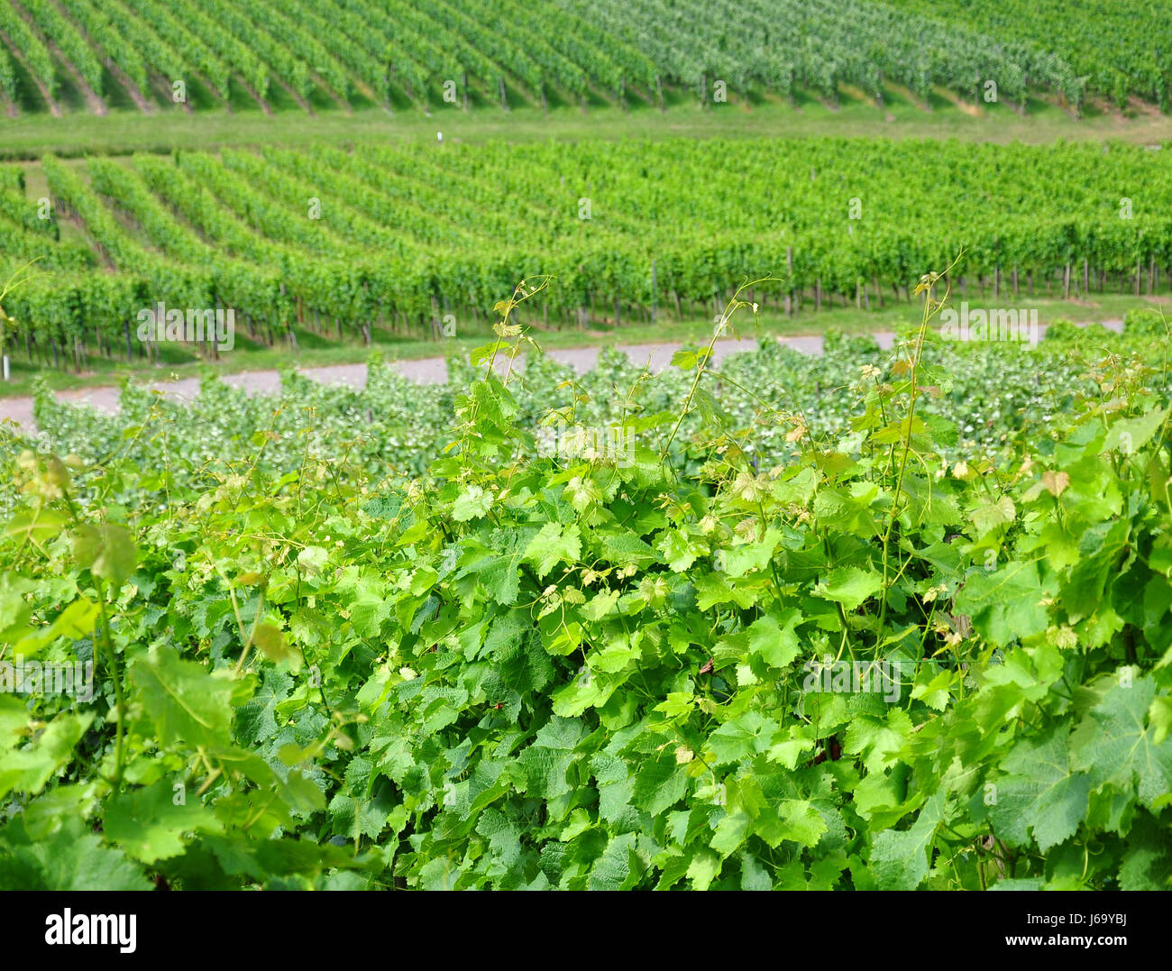 plant leaves cultivation of wine vineyard vines vine grape vine grape ...