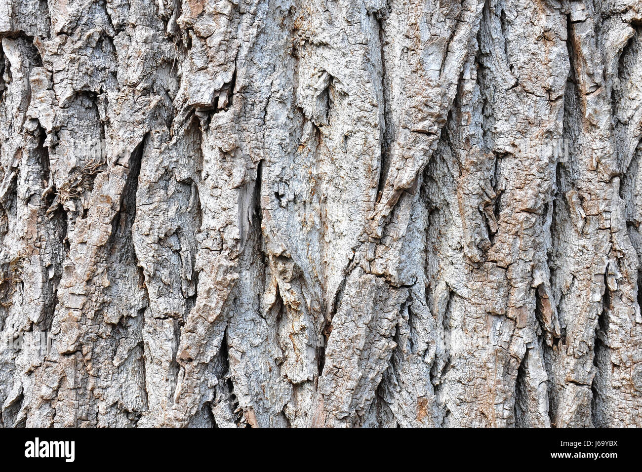 tree bark split backdrop background grey gray nature texture tree wood ...