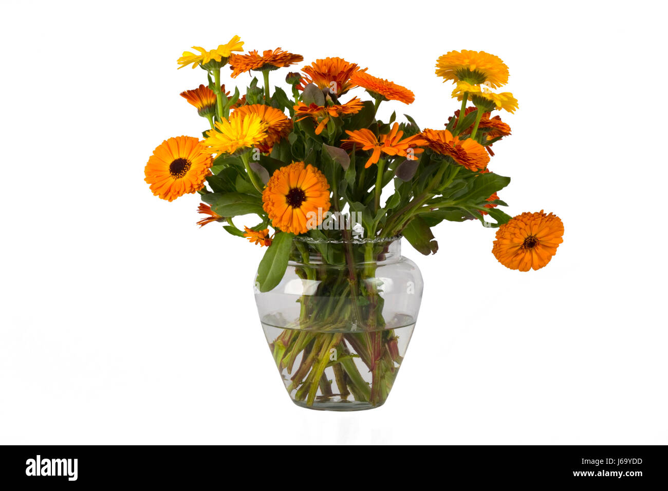 glass chalice tumbler isolated flower plant petal stalk stem nature ...