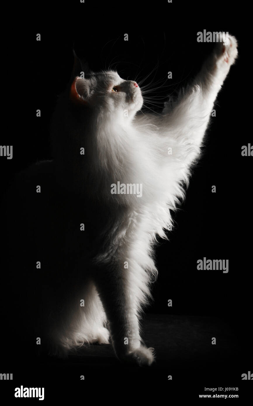 Black pussycat hi-res stock photography and images - Alamy