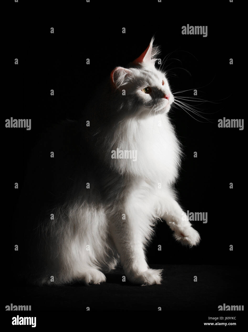 contrast black swarthy jetblack deep black white eyes cats ears look ...