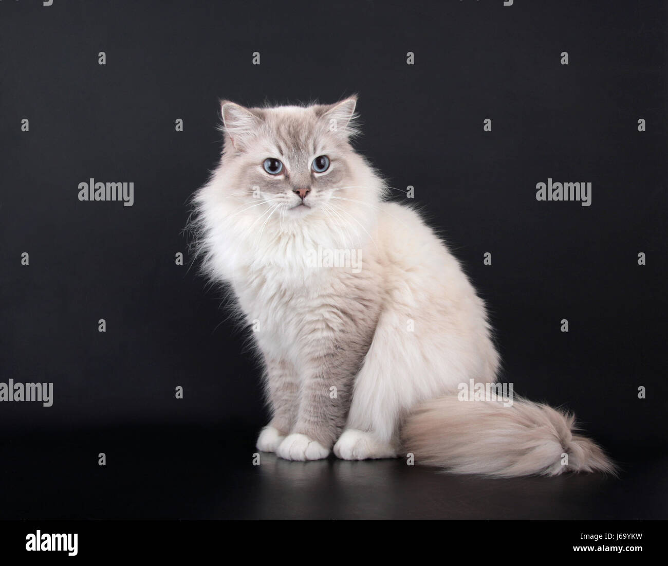 cats cat big cat feline predator lynx fluffy pussycat domestic cat holy ...