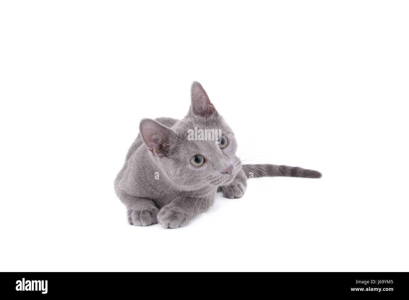 cats russian kittens kitties blue game tournament play playing plays ...