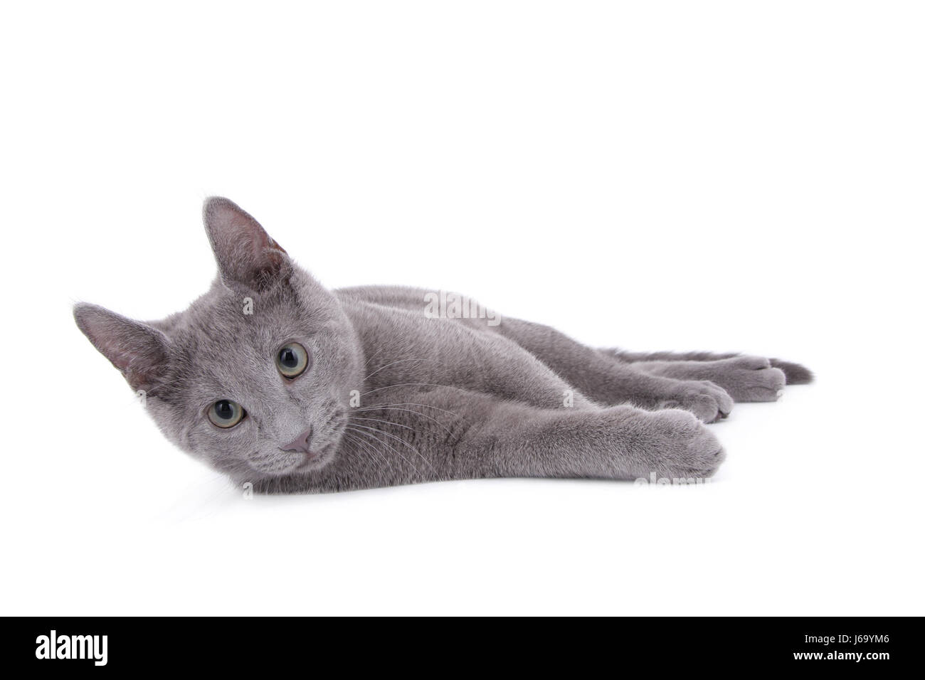 cats russian kittens kitties blue game tournament play playing plays ...