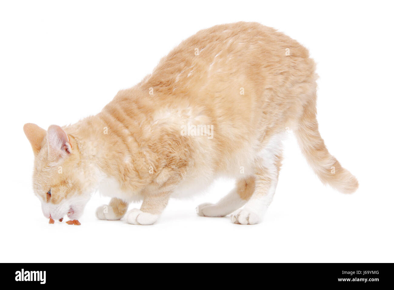 food aliment hungry pussycat cat domestic cat eating eat eats game ...
