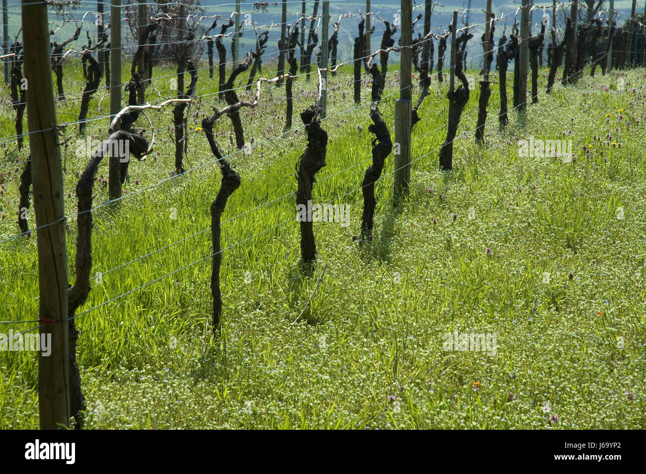wood agriculture farming vineyard vines meadow vine grape vine grape ...