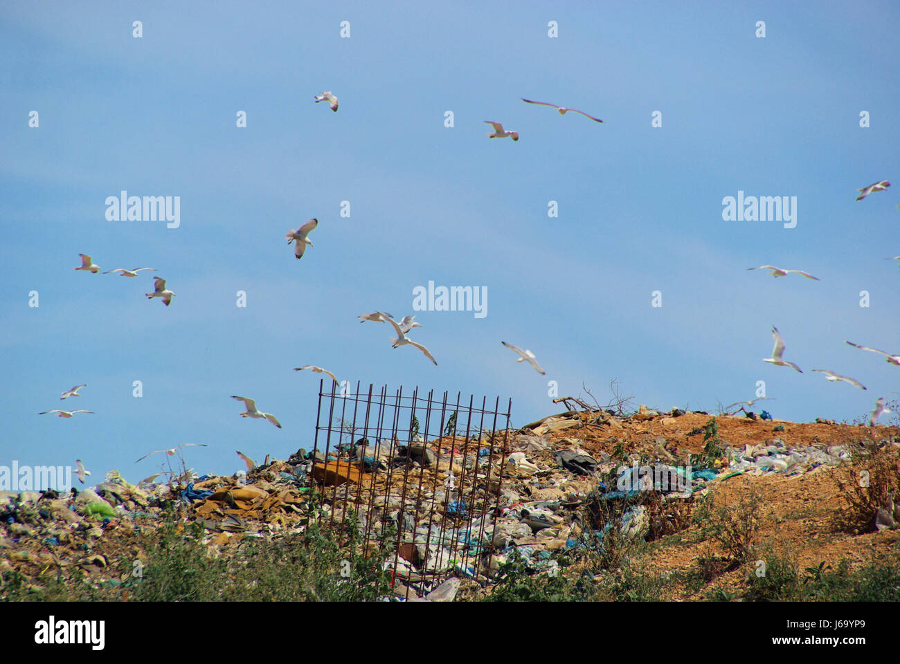 bird birds trash mull refuse rubbish tip landfill waste dump seagull ...