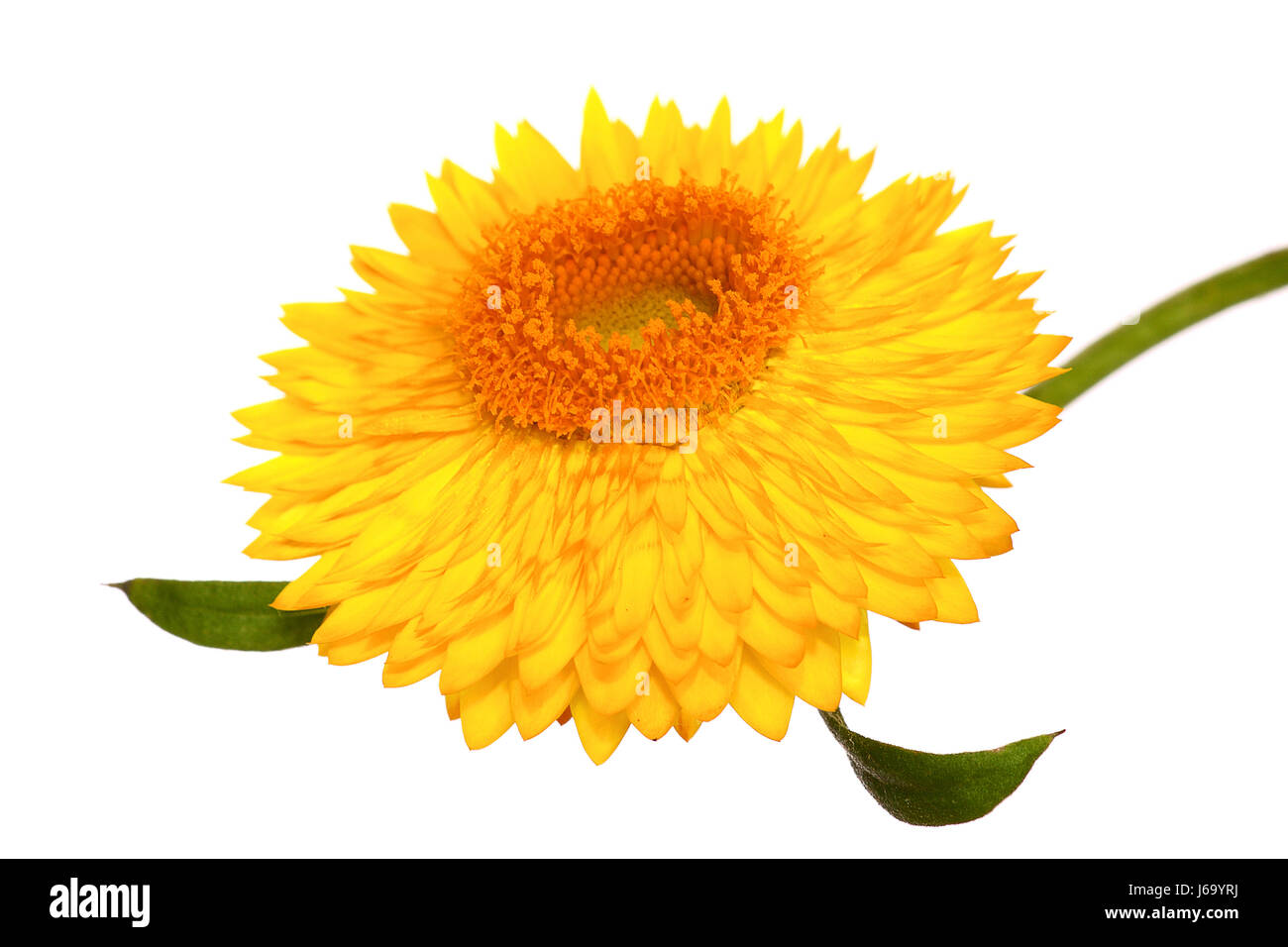 shine shines bright lucent light serene luminous flower plant bloom ...