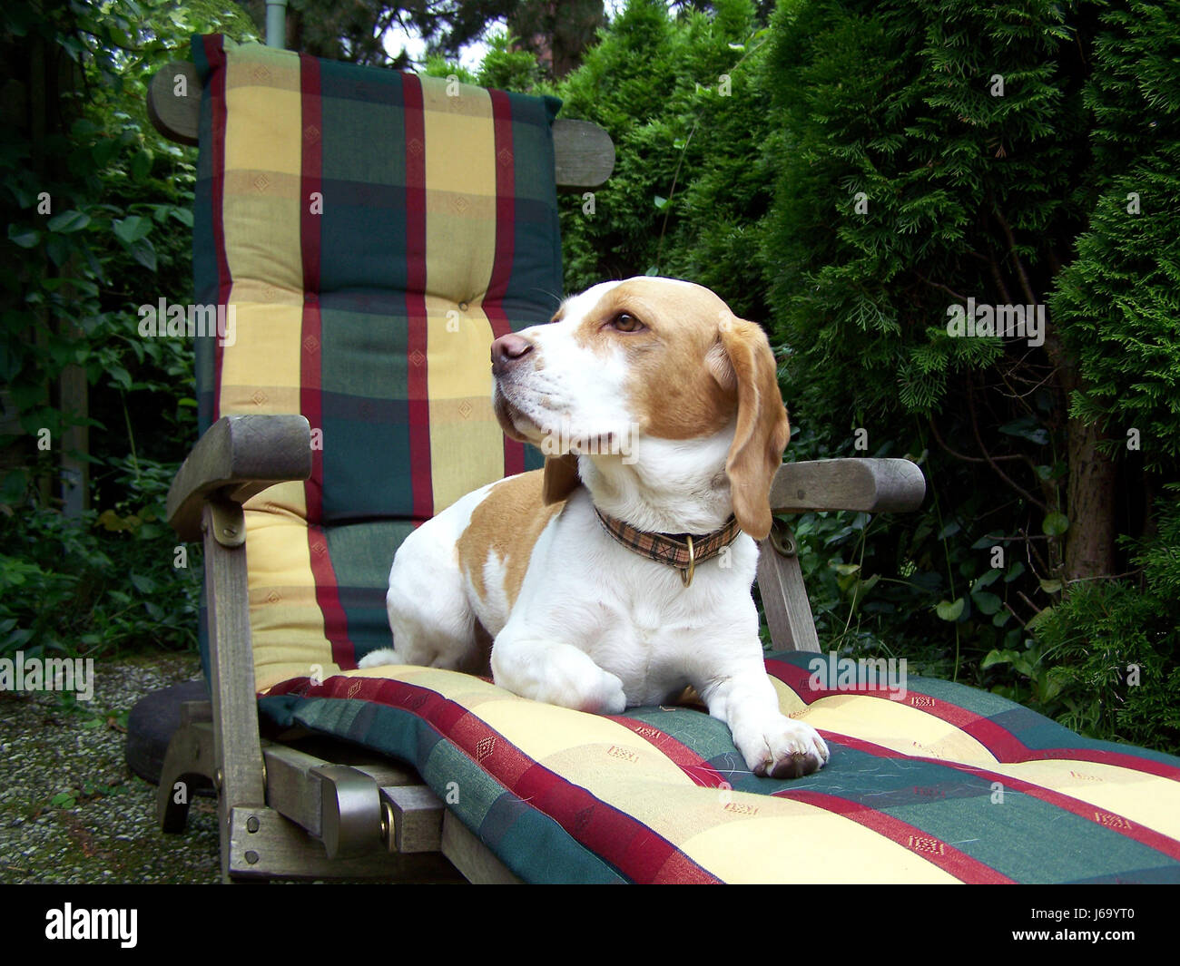 garden animal animals dog dogs reclining chair gardens garden animal ...