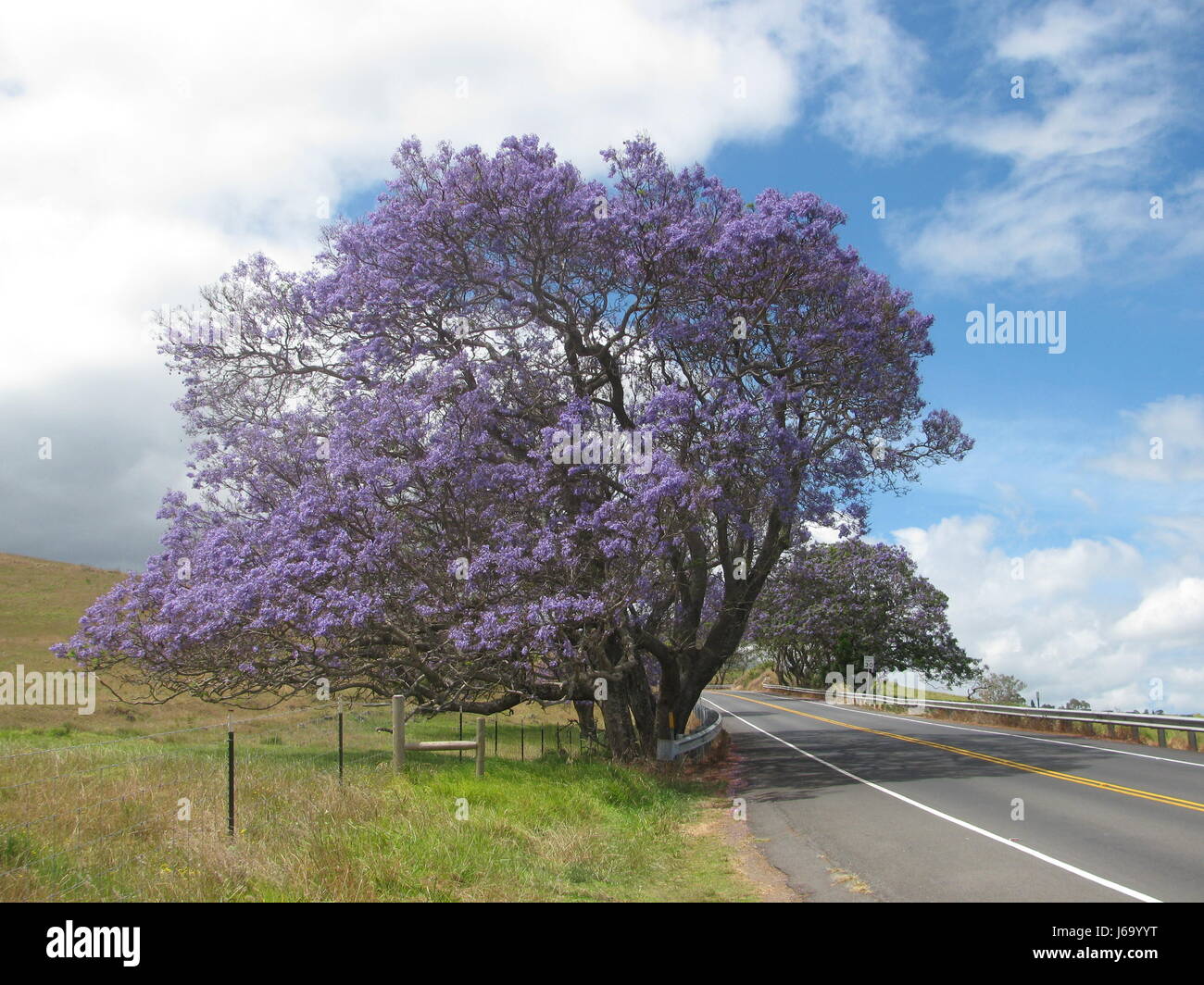 beautiful tree on maui Stock Photo - Alamy